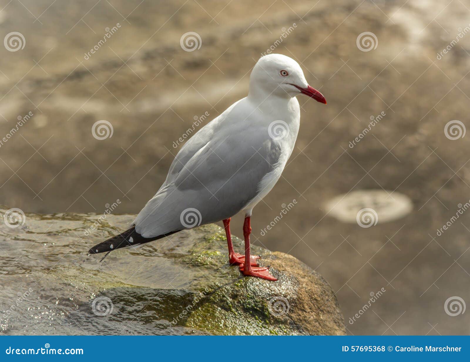Silver Gull stock photo. Image of bill, outdoor, ornithology - 57695368