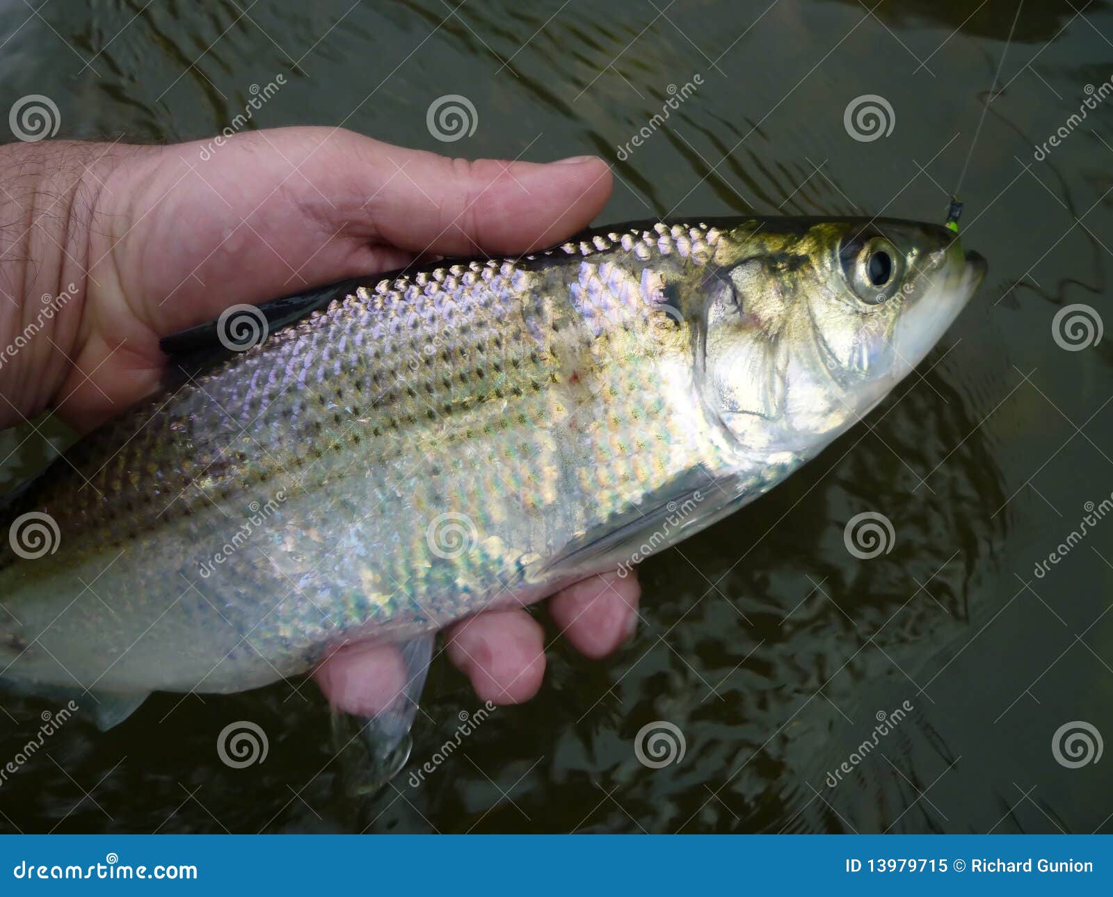 Silver Hickory Shad stock image. Image of hand, deer - 13979715
