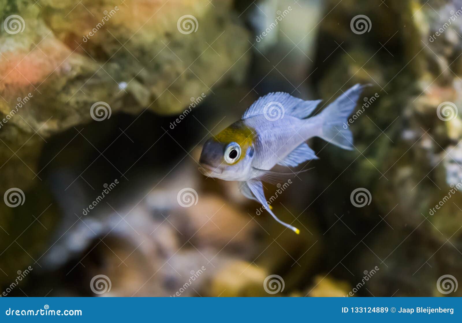 Silver Juvenile Fish with Color on His Head, Probably Red Cap Cichlid ...