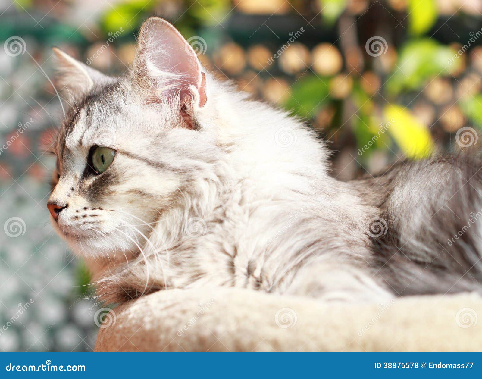 Silver Kitten of Siberian Breed,female Stock Photo - Image of feline ...