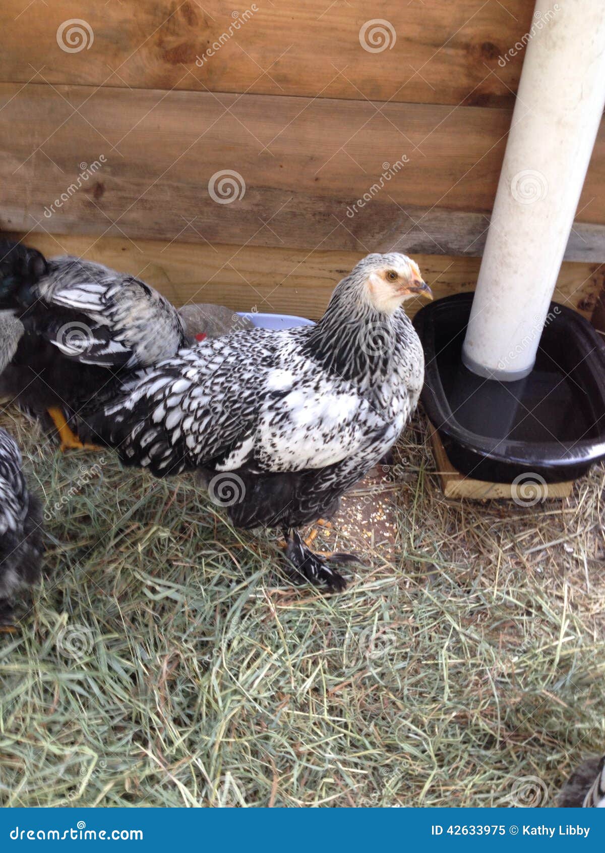 Silver Laced Cochin Chicken Stock Image - Image of cochin, coop: 42633975