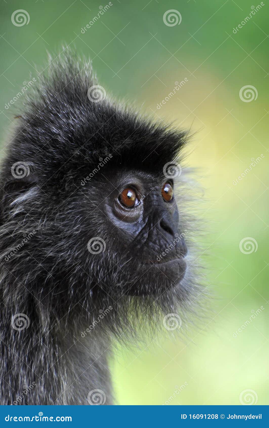 Silver Leaf Monkey stock photo. Image of national, orang - 16091208