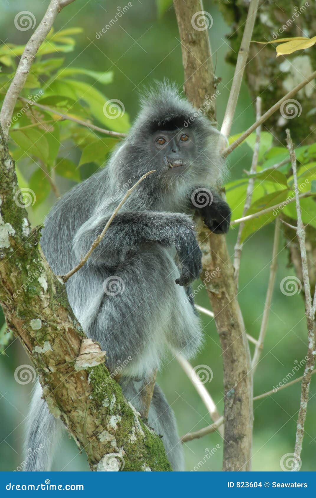 Silver-leaf Stringybark, Silver Dollar Tree, Eucalyptus Cinerea ...
