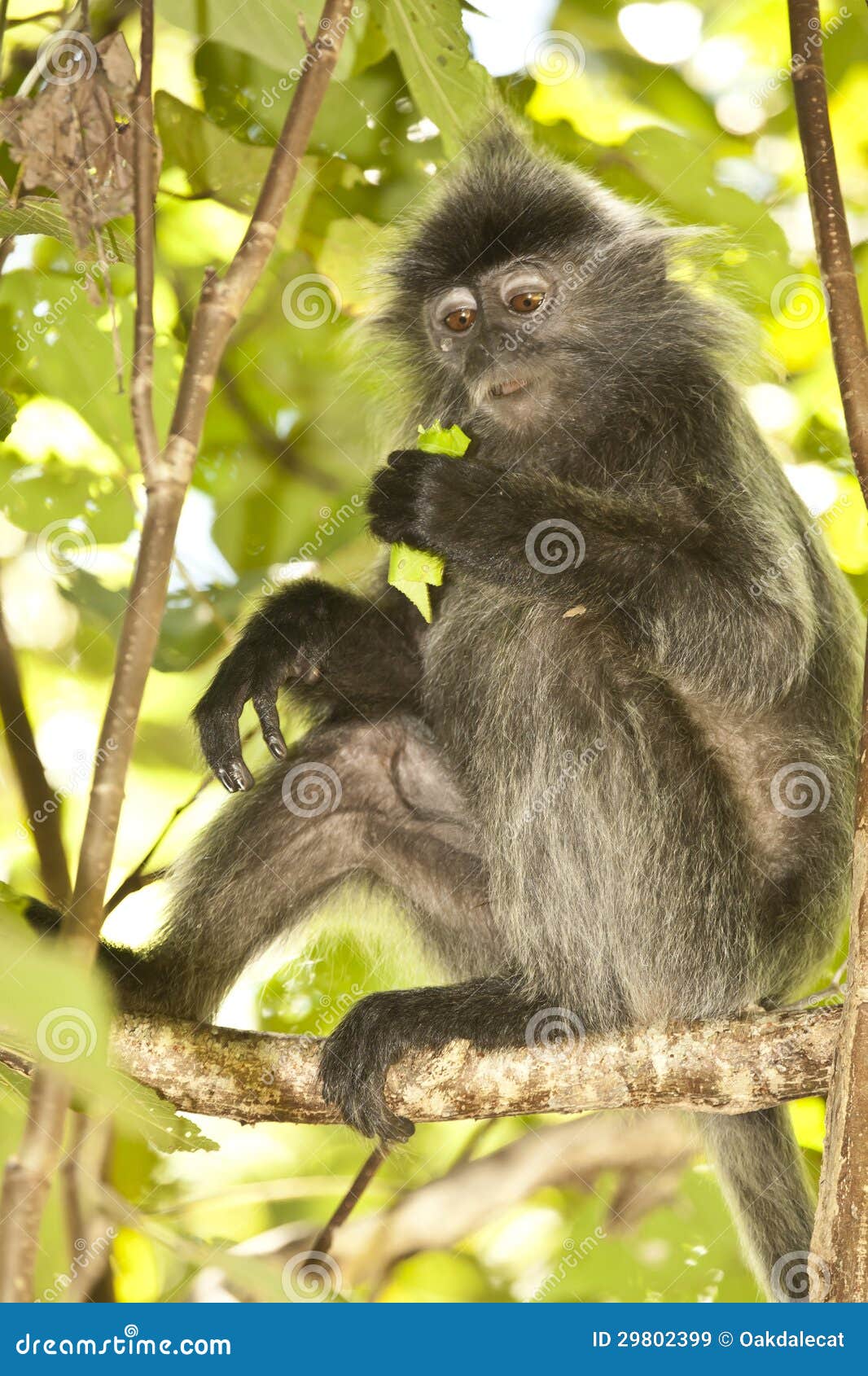Silver Leaf Monkey/Langur in Tree Stock Image - Image of trachypithecus ...