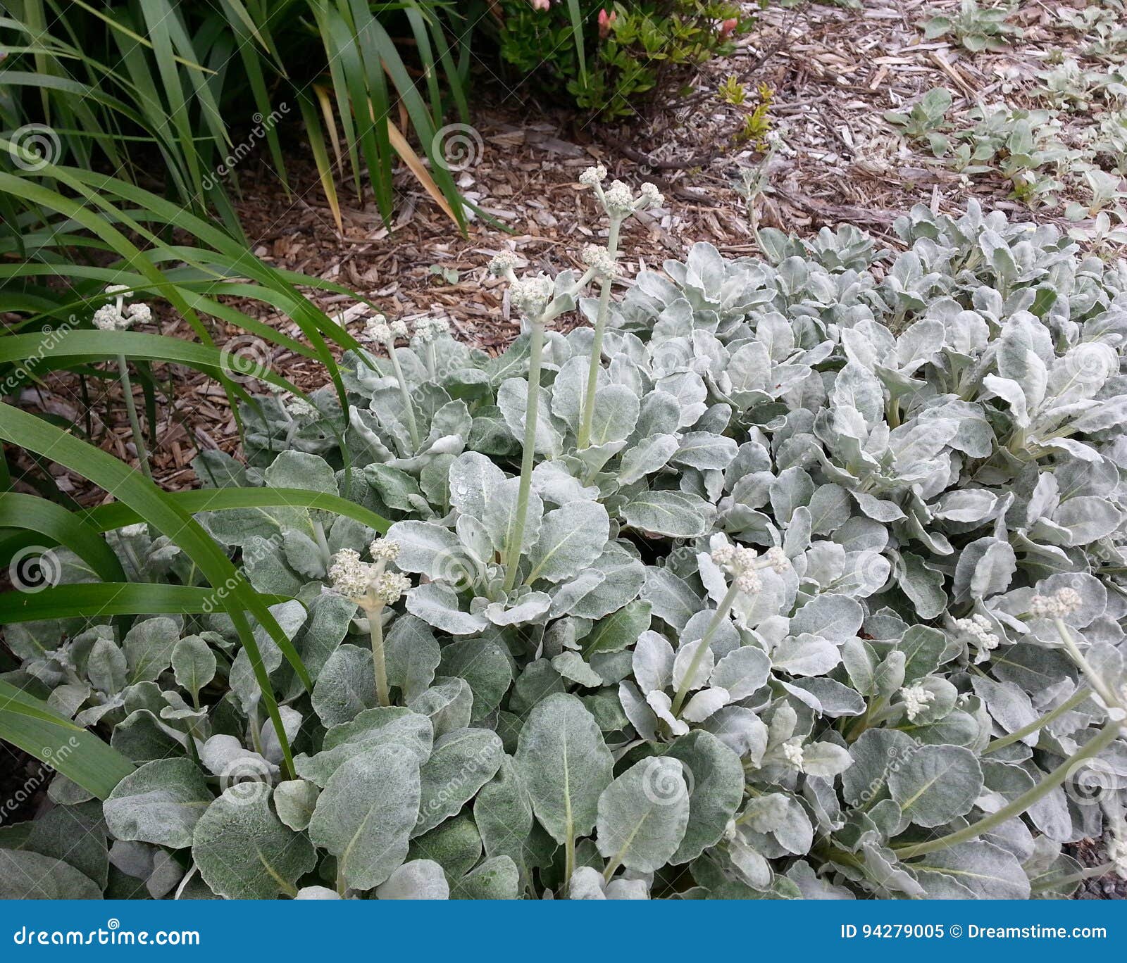 Silver Leaved Shrub stock image. Image of nature, lostcoast - 94279005