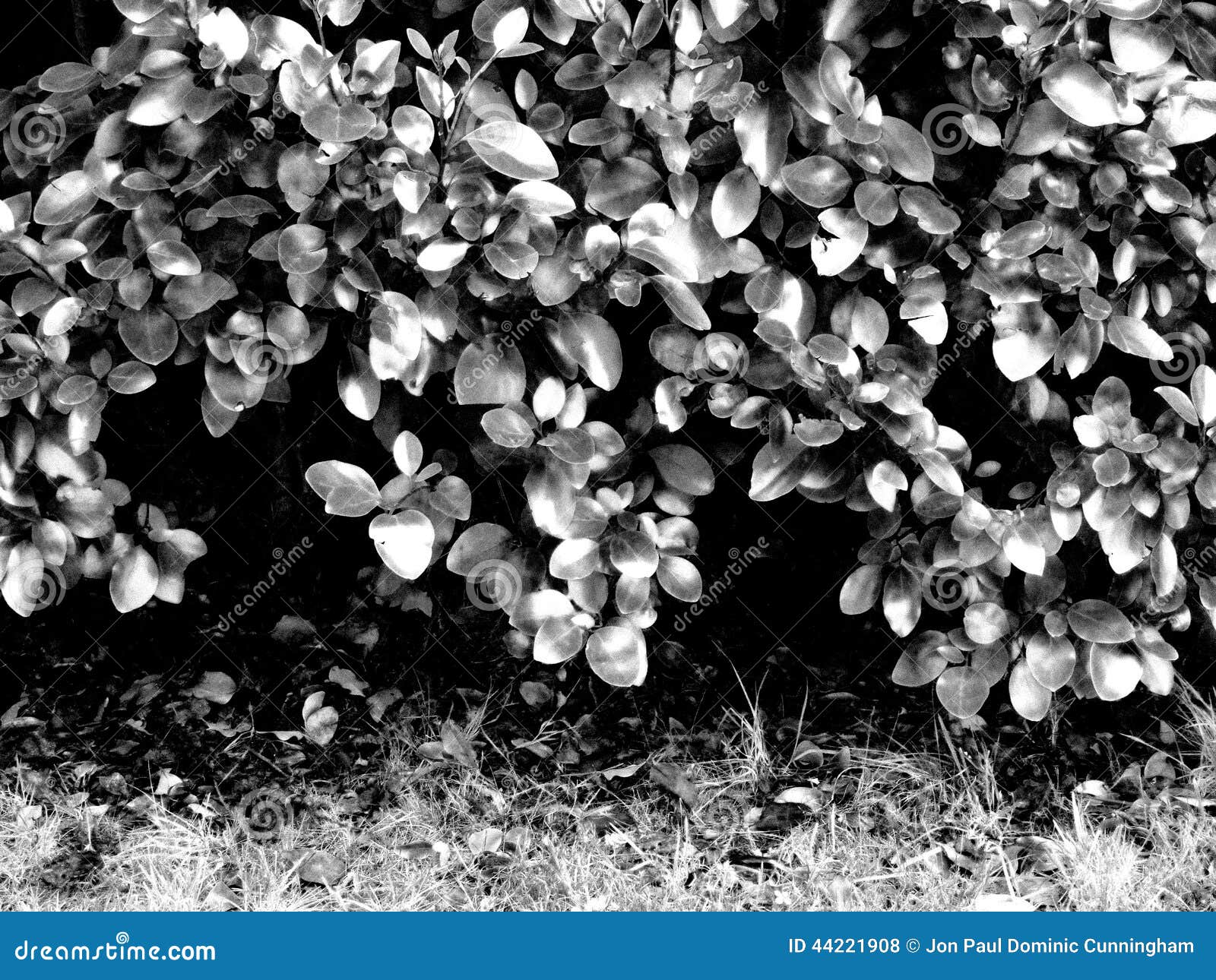 Silver Leaves stock photo. Image of effect, silver, mono - 44221908