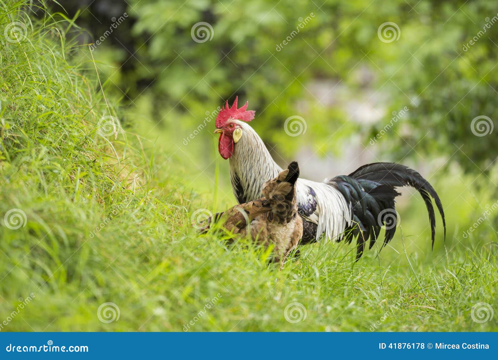 Silver Leghorn hen rooster stock photo. Image of creature - 41876178