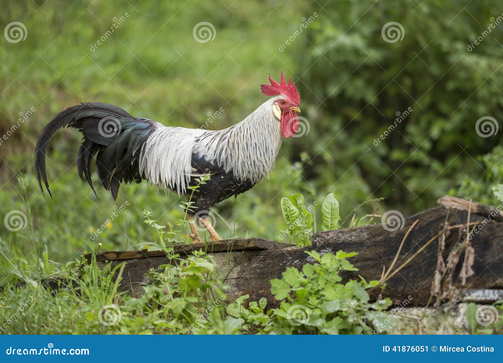 Silver Leghorn rooster stock image. Image of feathers - 41876051
