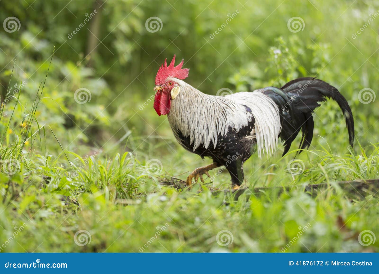 Silver Leghorn rooster stock photo. Image of feathers - 41876172