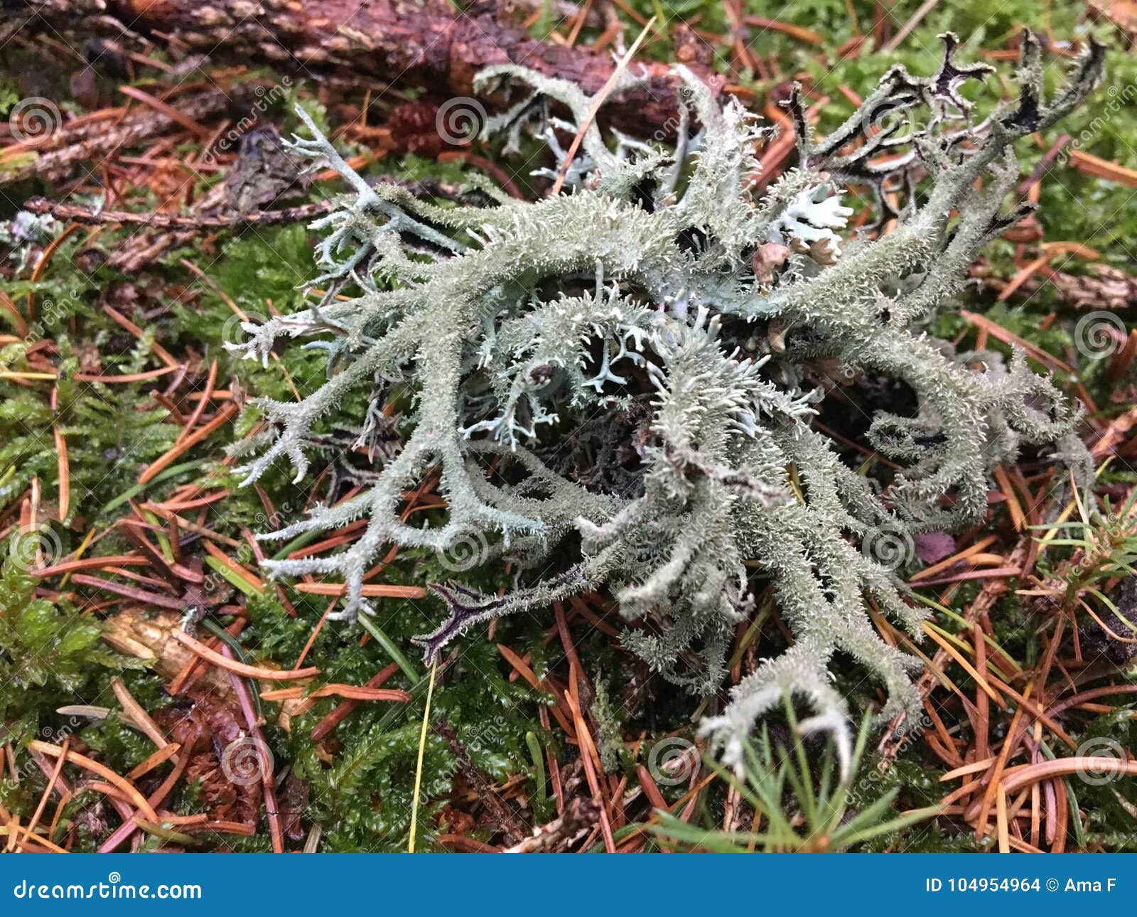 Silver lichen in the woods stock photo. Image of plant - 104954964