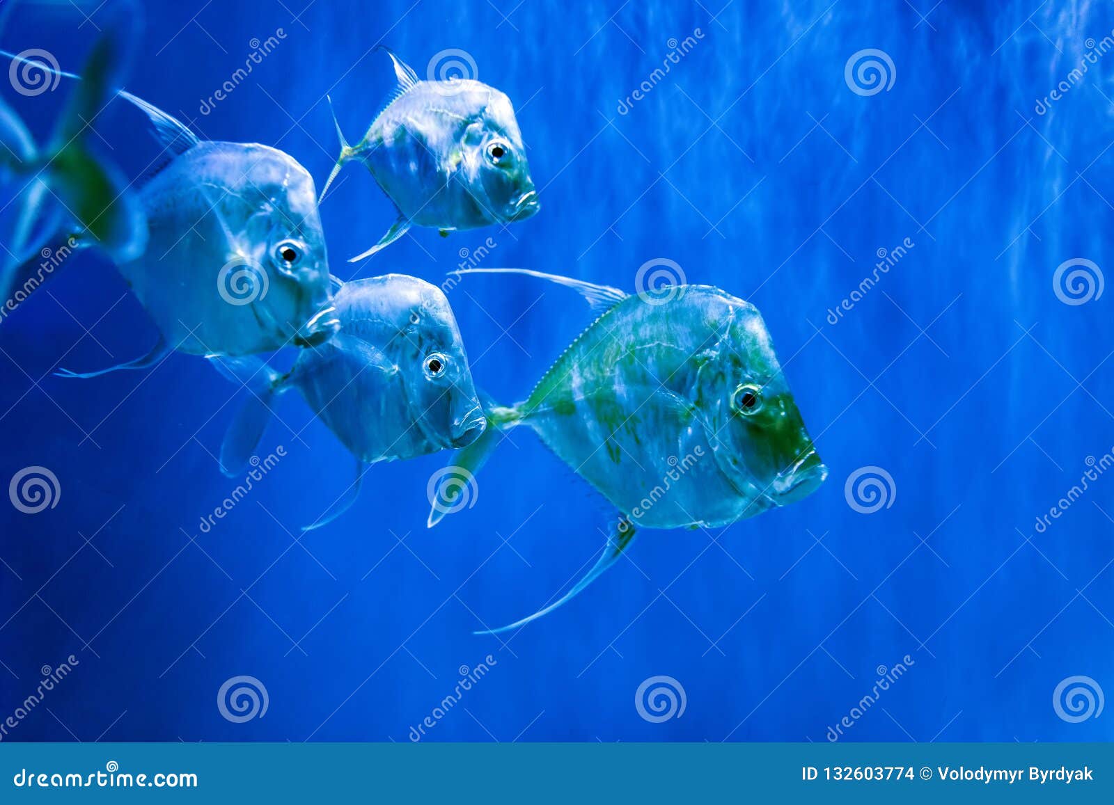 Silver Lookdown Fish in Aquarium Stock Photo - Image of deep, marine ...