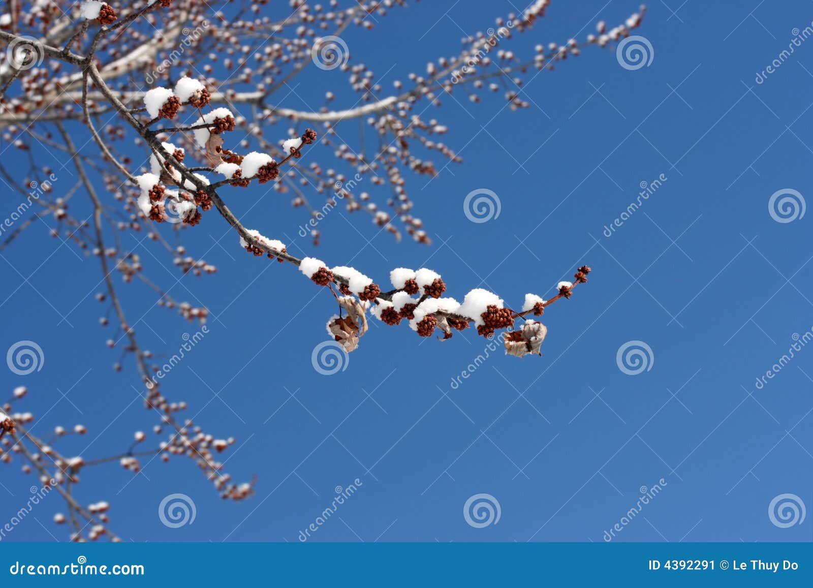 Spring Time Silver Maple Tree Stock Photos - Free & Royalty-Free Stock ...