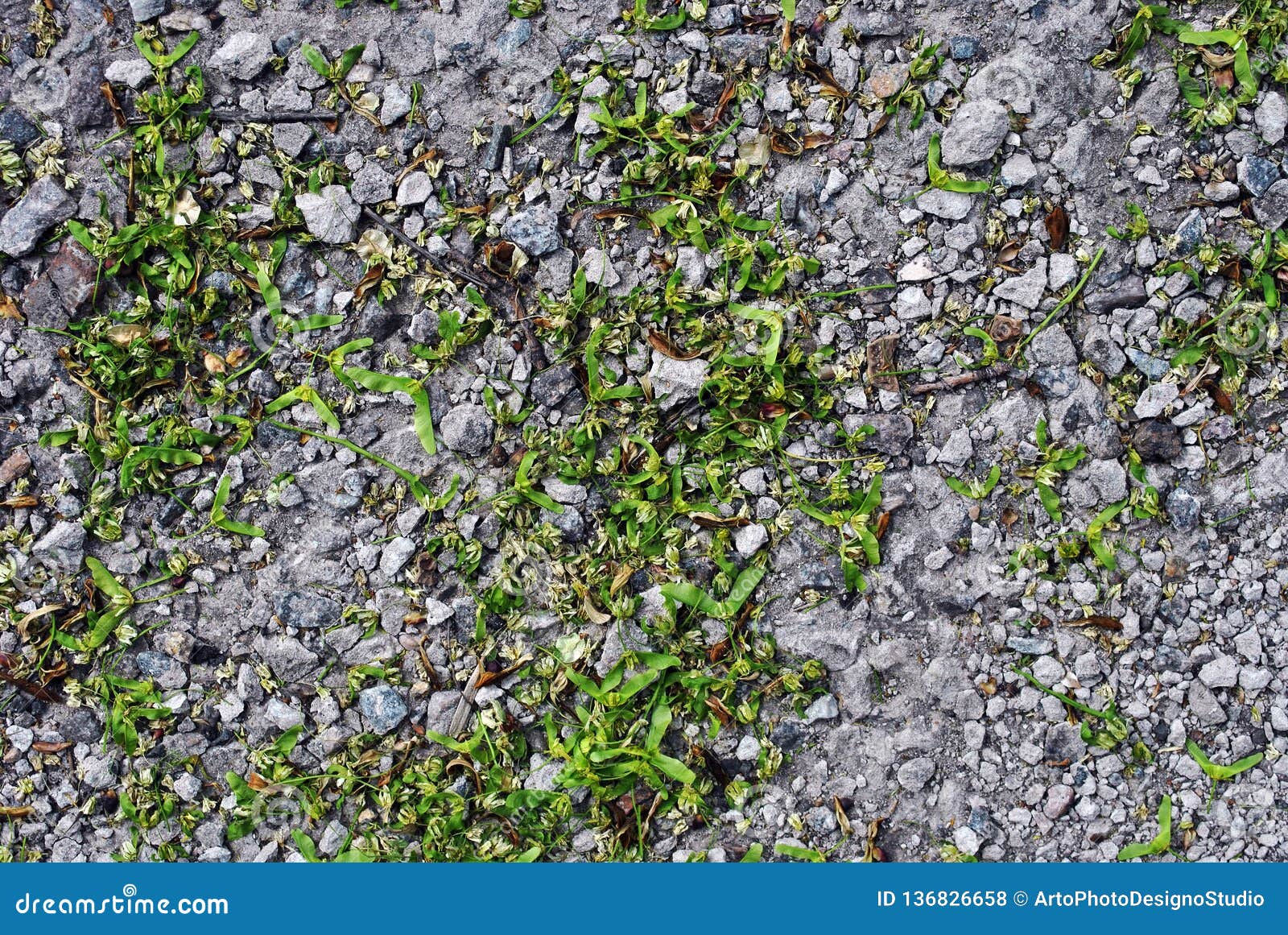 Silver Maple Flowers on Gray Crushed Stones, Background Texture Stock ...