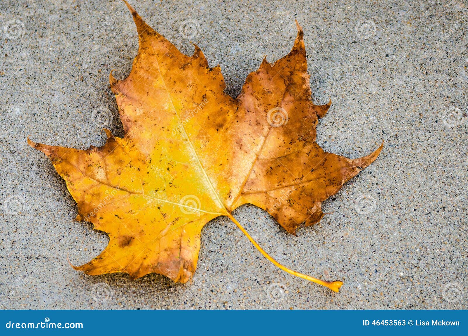 Silver Maple Leaf Off the Tree Stock Image - Image of trees, golden ...