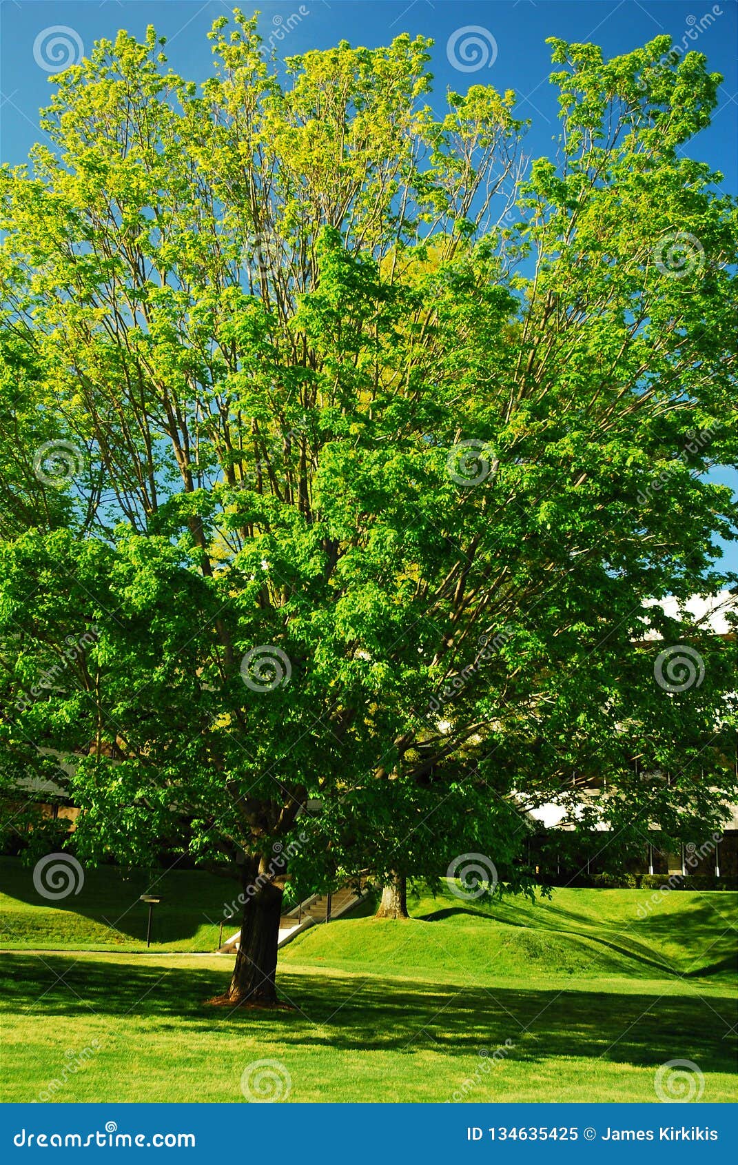 Silver maple in spring editorial image. Image of attraction - 134635425