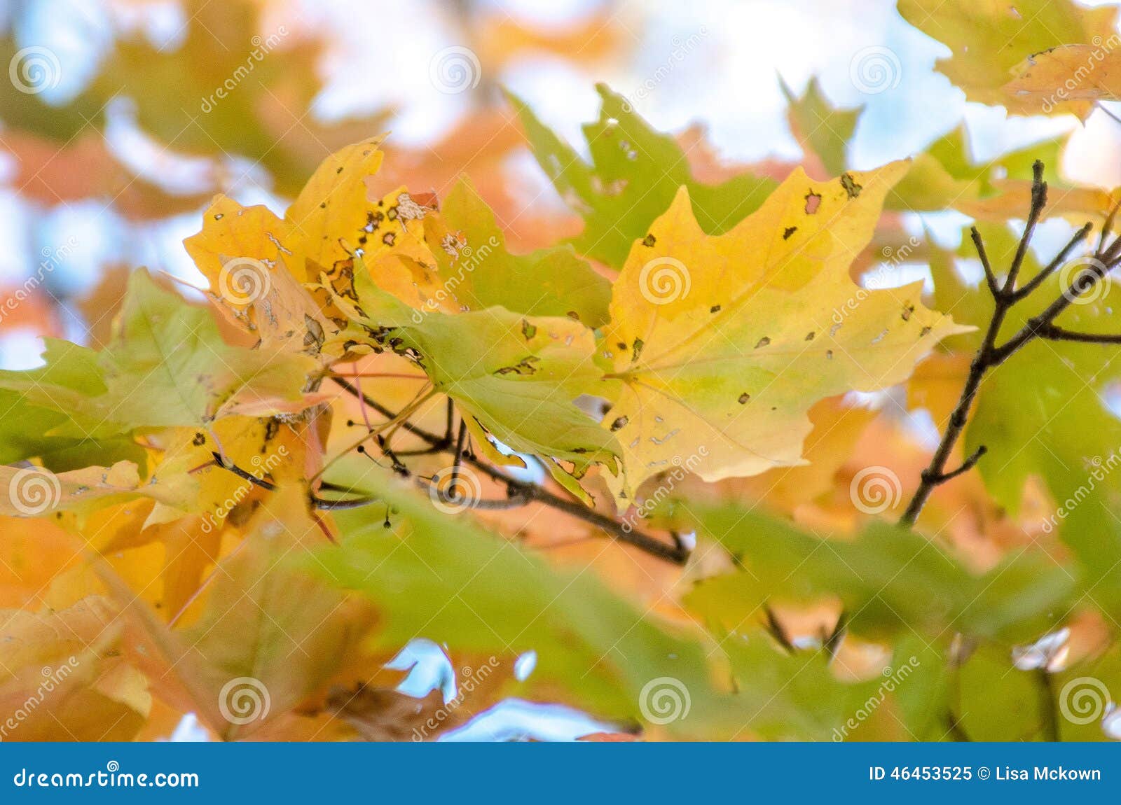 Silver maple tree stock image. Image of trees, green - 46453525