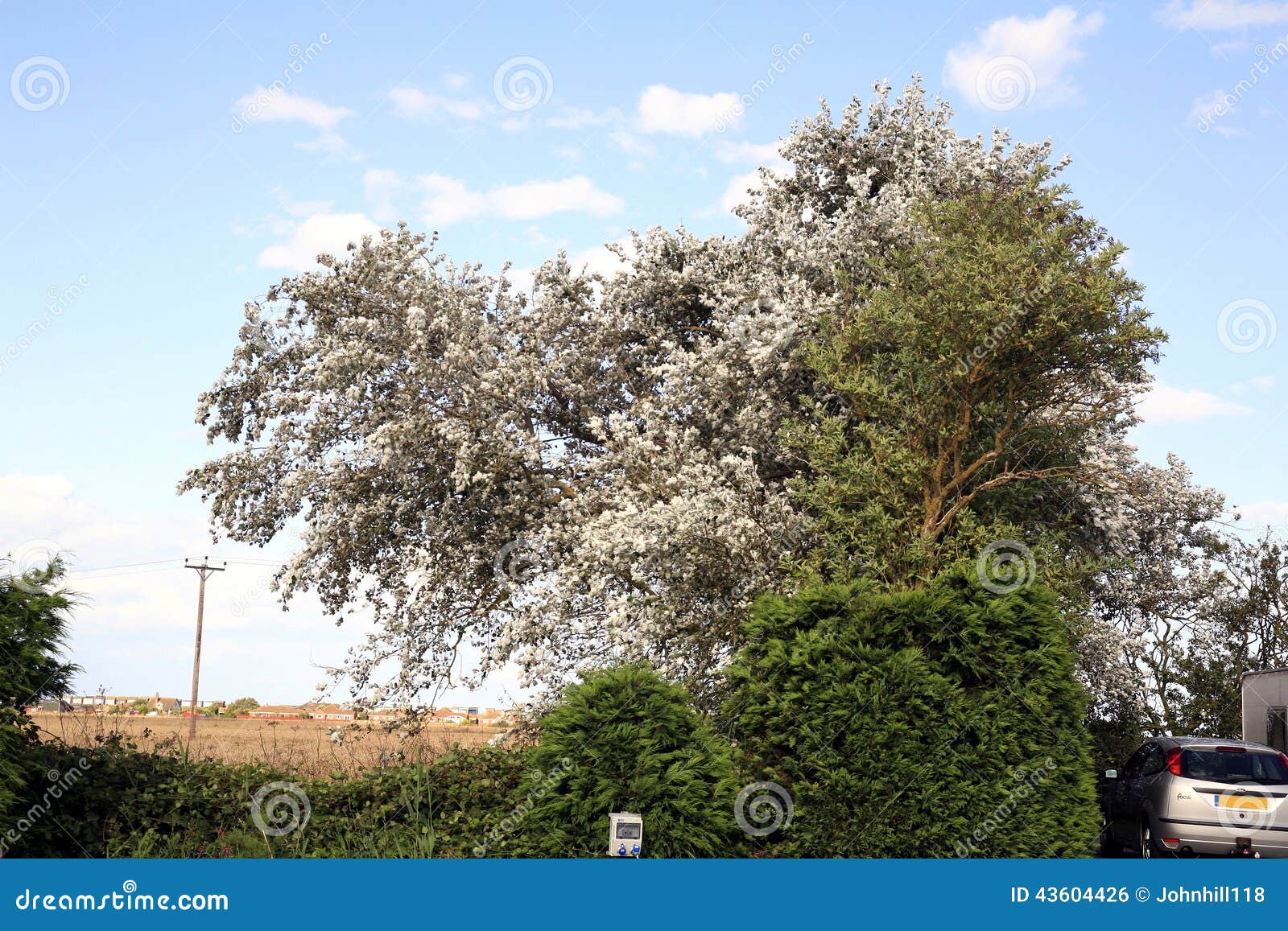 Silver Maple tree. editorial photo. Image of coastal - 43604426