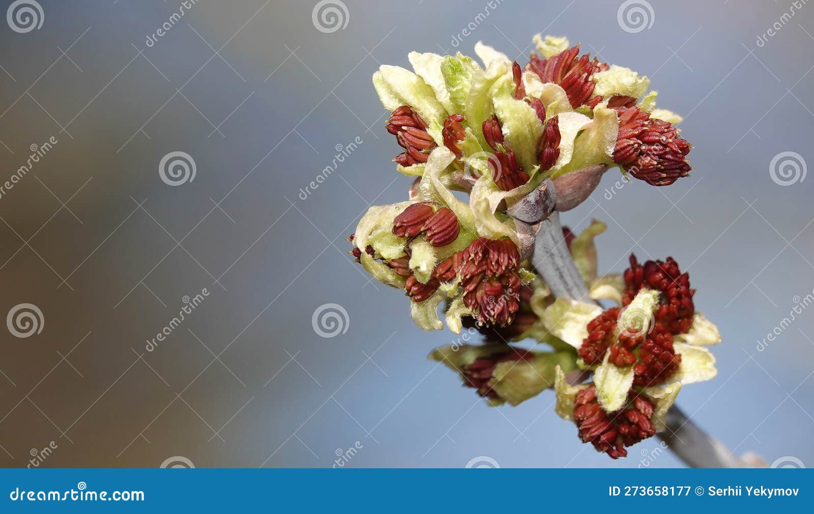 Silver Maple Tree Buds on a Branch Stock Image - Image of sprout, open ...