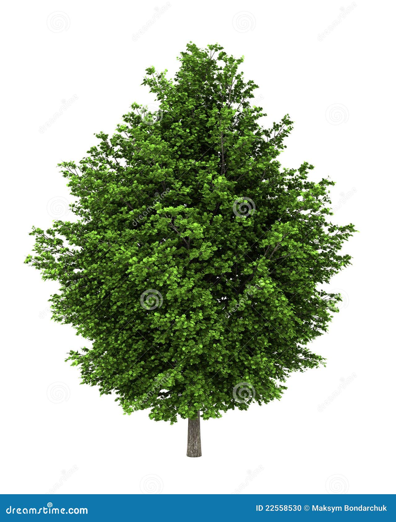 Silver Maple Is A Tall Tree From North America. It Is Valued For Its ...
