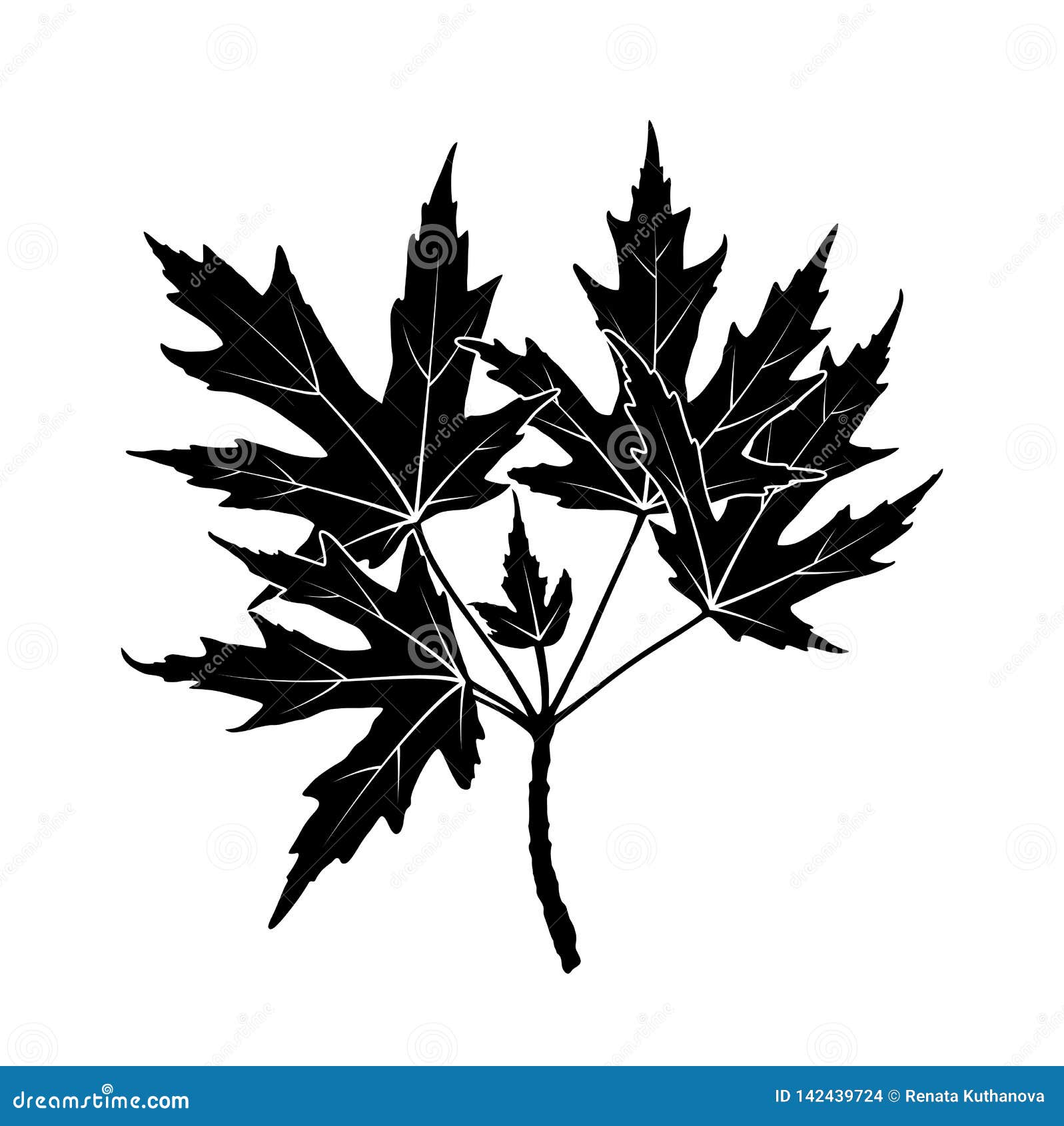 Silver maple twig stock illustration. Illustration of twig - 142439724