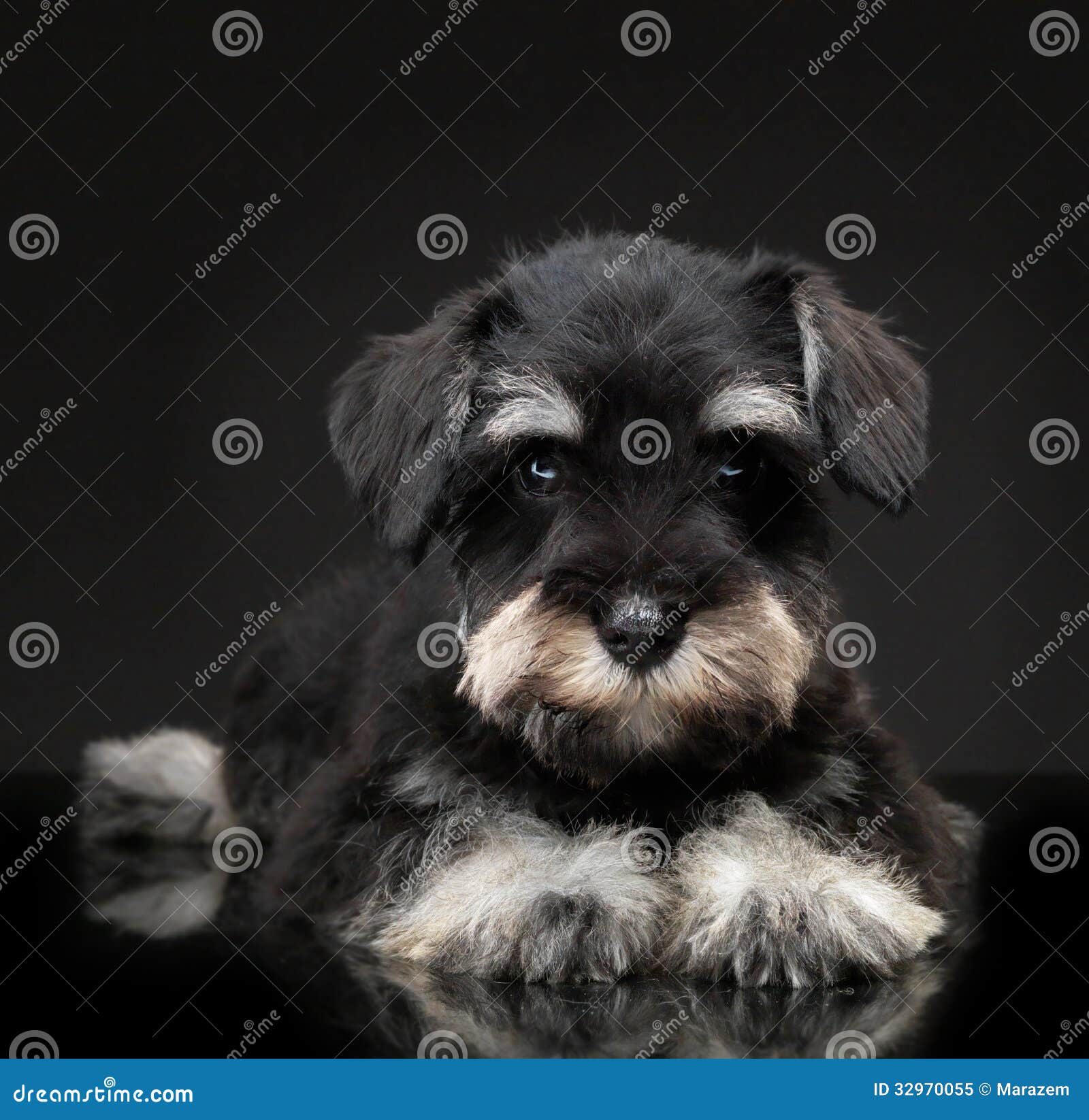 Silver Miniature Schnauzer Puppy Stock Image - Image of cute, beautiful ...