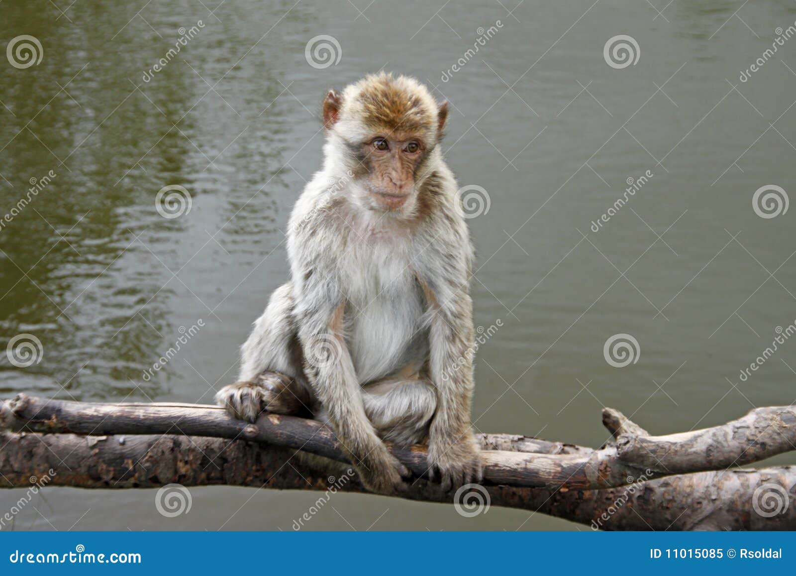 Silver Monkey I stock image. Image of silvermonkey, tree - 11015085