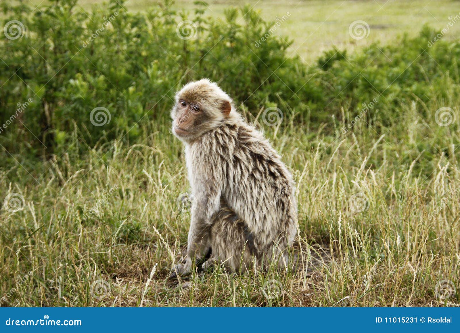 Silver Monkey II stock image. Image of grass, bushes - 11015231