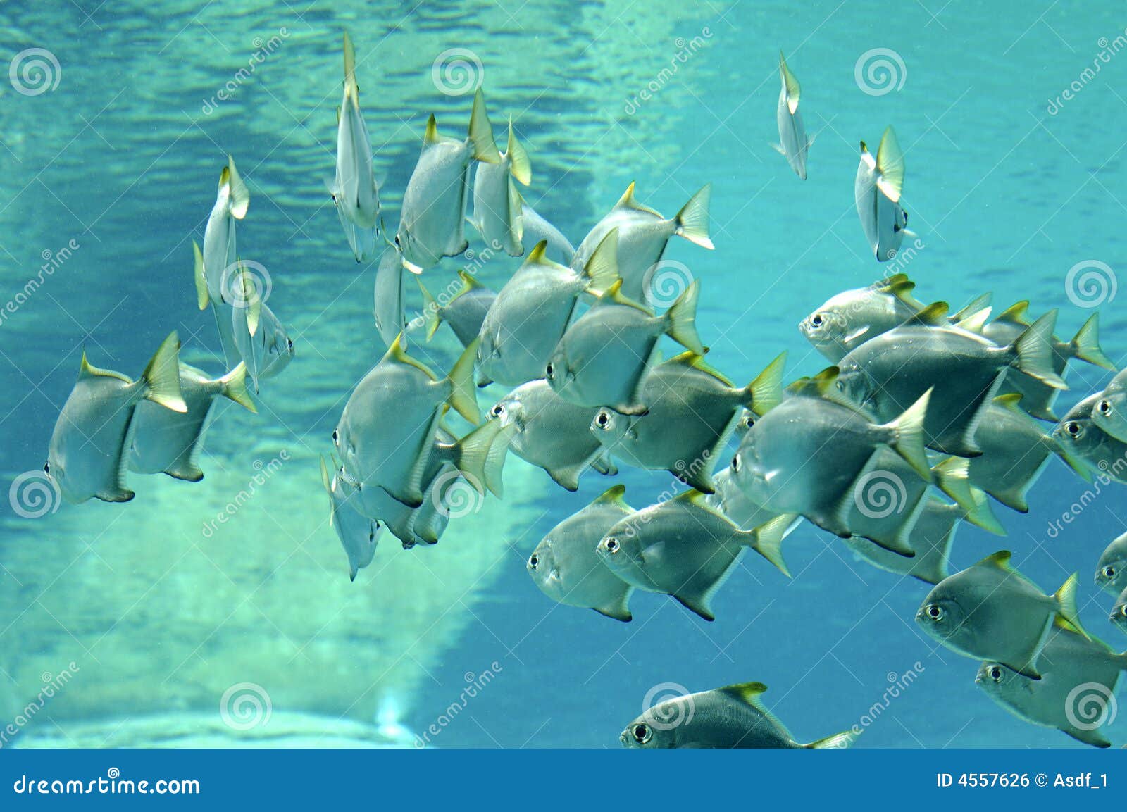 Silver Mono stock photo. Image of diver, ocean, animal - 4557626