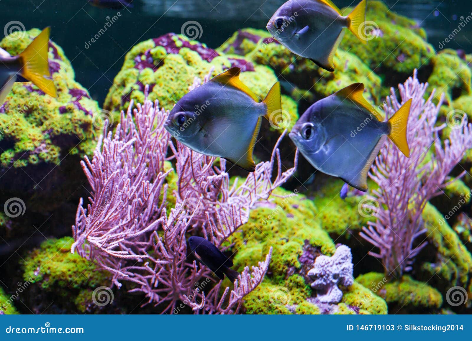 Silver Moonfish among the Coral Gorgonaria Stock Image - Image of fish ...