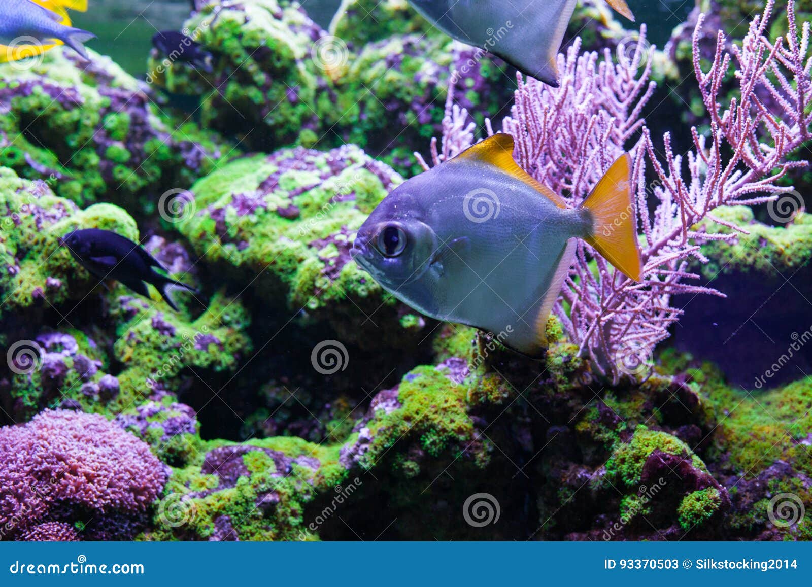 Silver Moonfish among Corals Stock Image - Image of silver, euphyllia ...