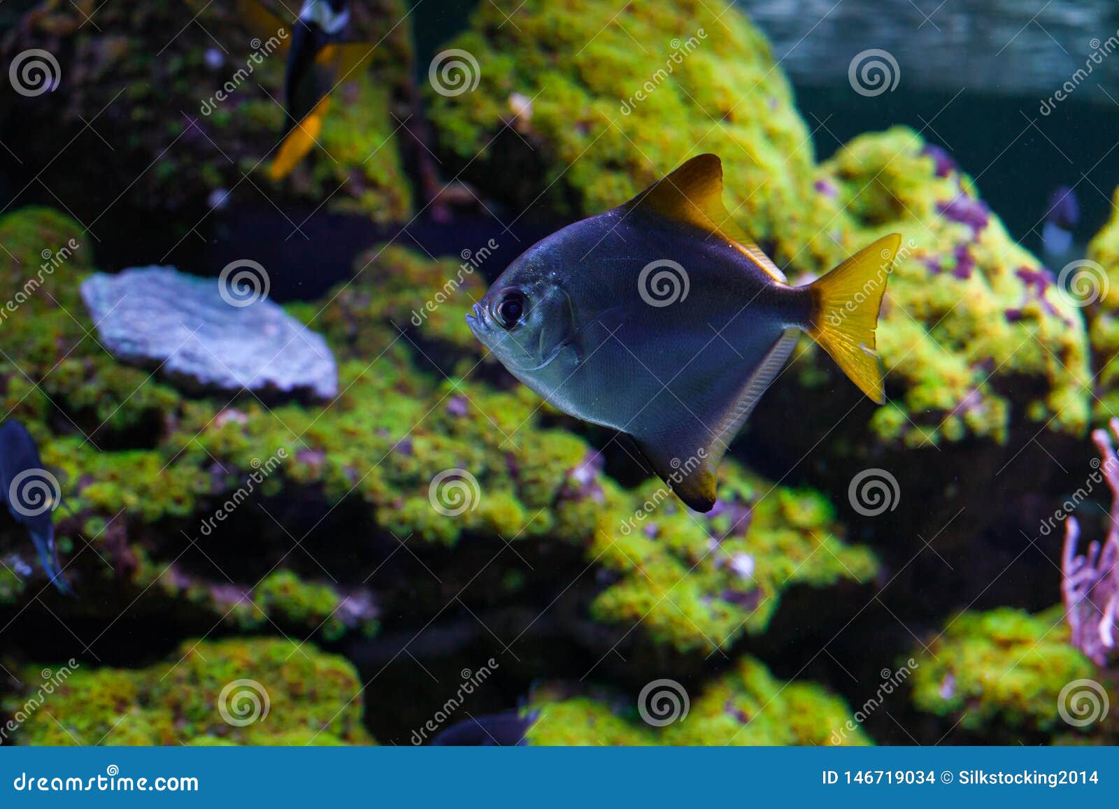 Silver moonfish undersea stock photo. Image of coral - 146719034