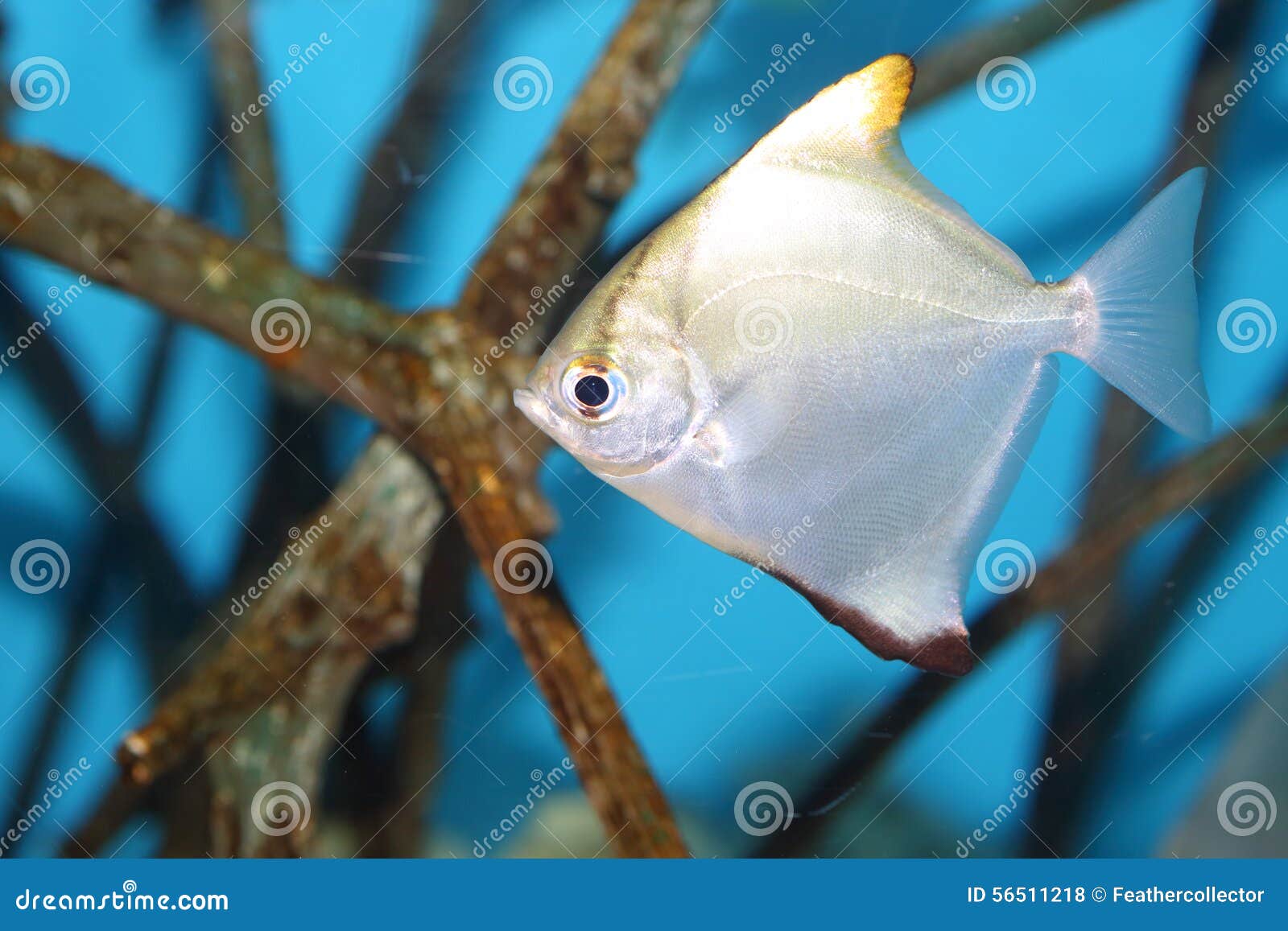 Silver Moony Or Silver Moonfish Monodactylus Argenteus Monodactylidae ...