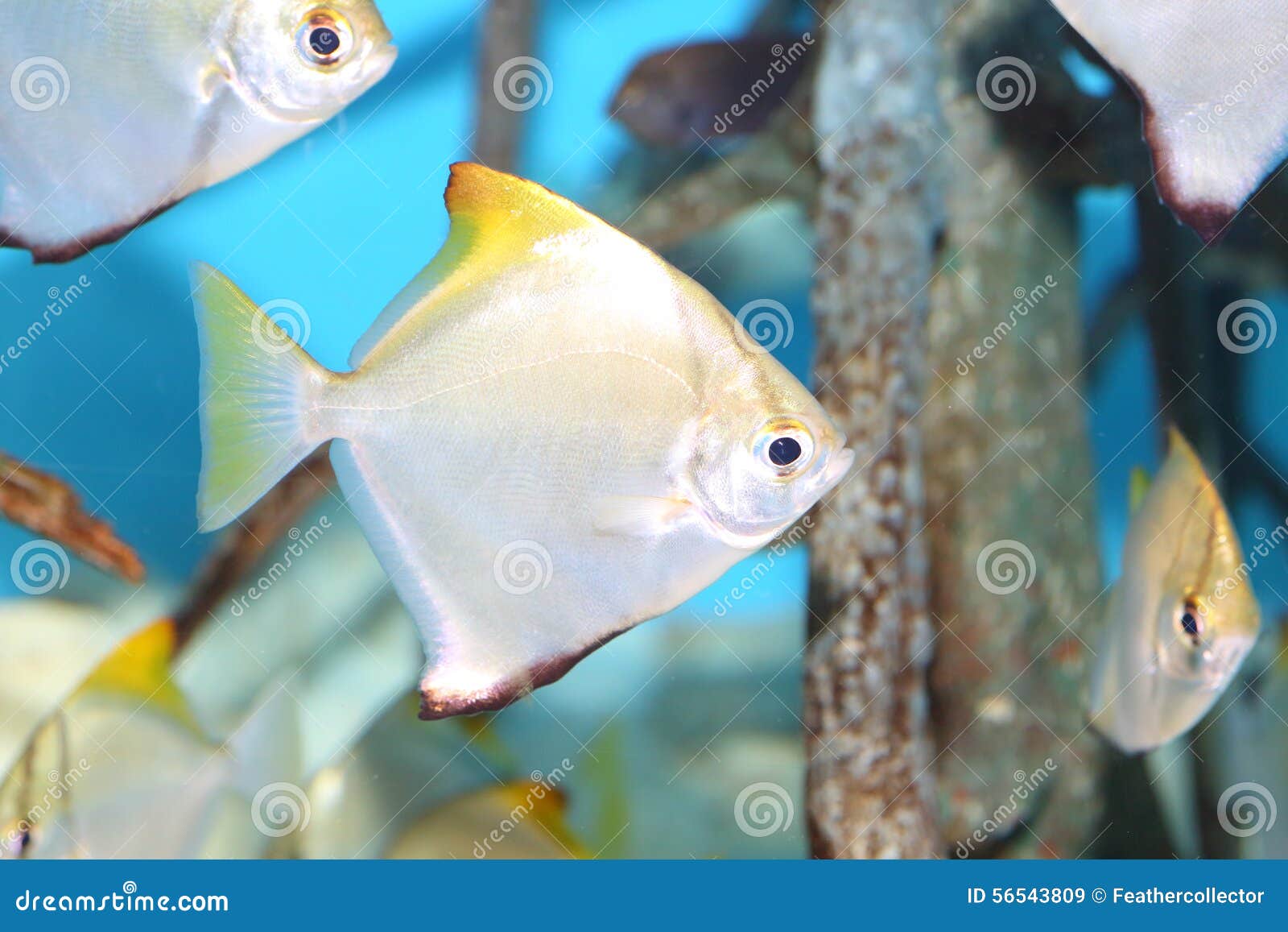 Silver Moony Or Silver Moonfish Monodactylus Argenteus Monodactylidae ...