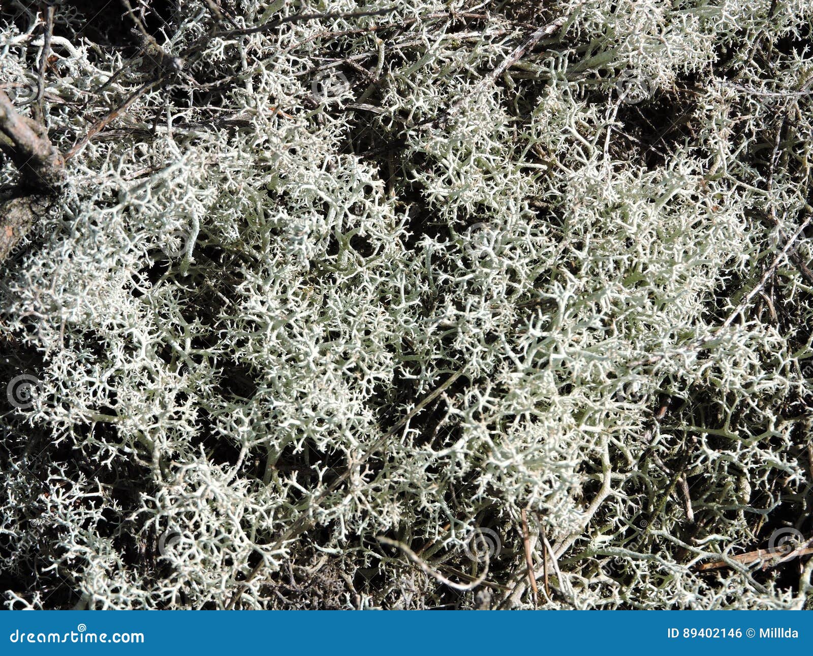 Silver moos in swamp stock photo. Image of moos, view - 89402146