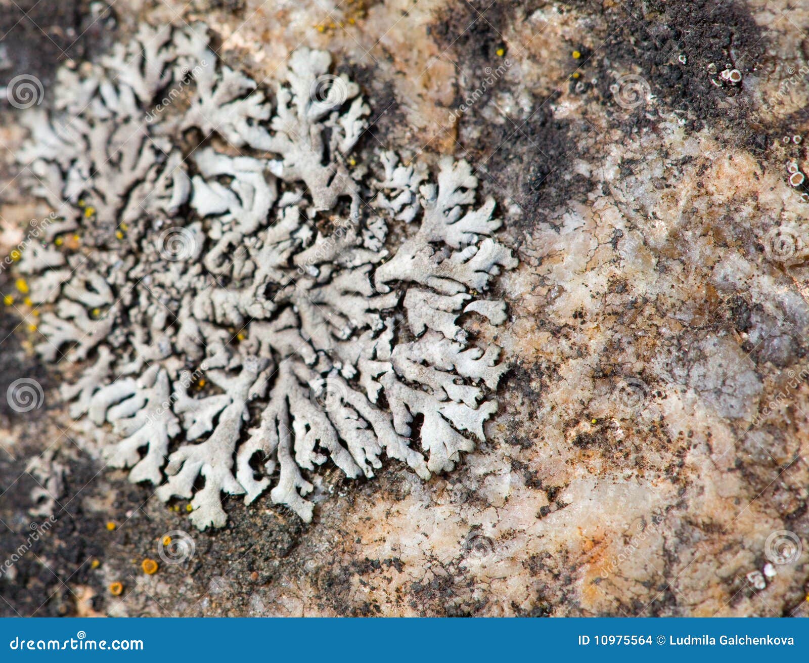 Silver moss stock photo. Image of cracks, pattern, gray - 10975564