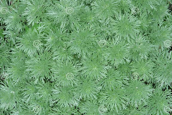 Silver Mound stock image. Image of ground, cascades, gray - 5447563