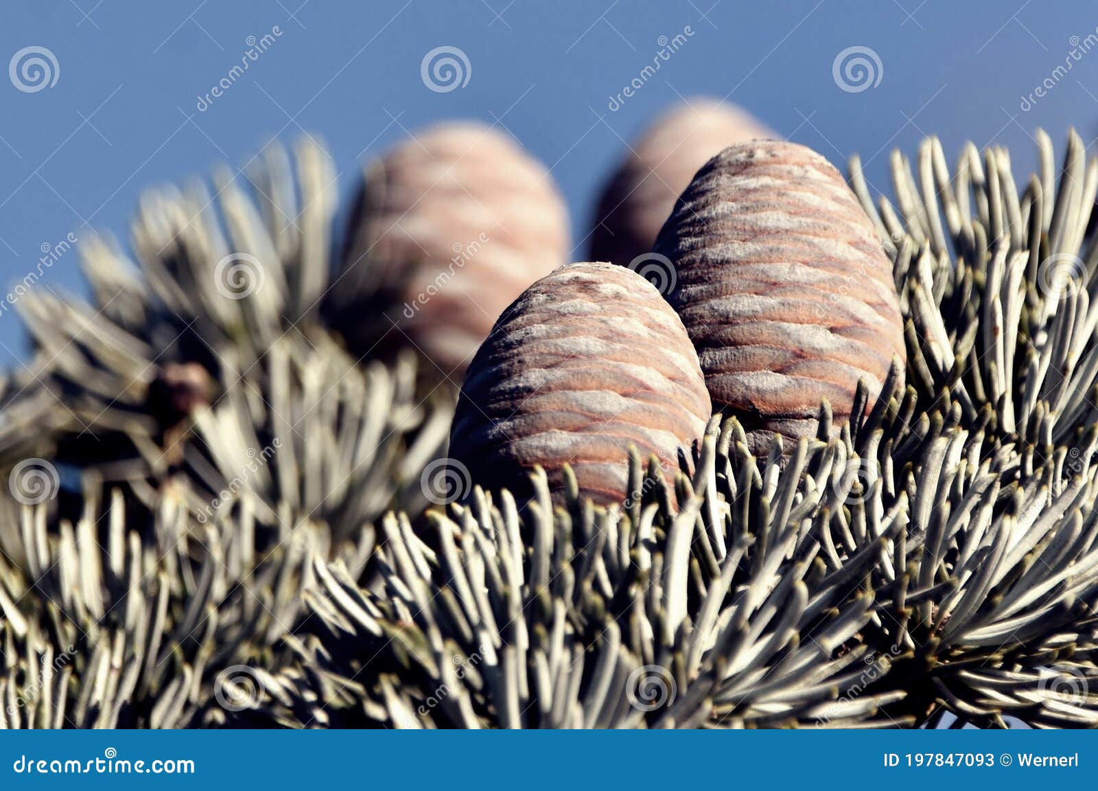 Red Needle Pine Seed Pods On Tree Royalty-Free Stock Image ...