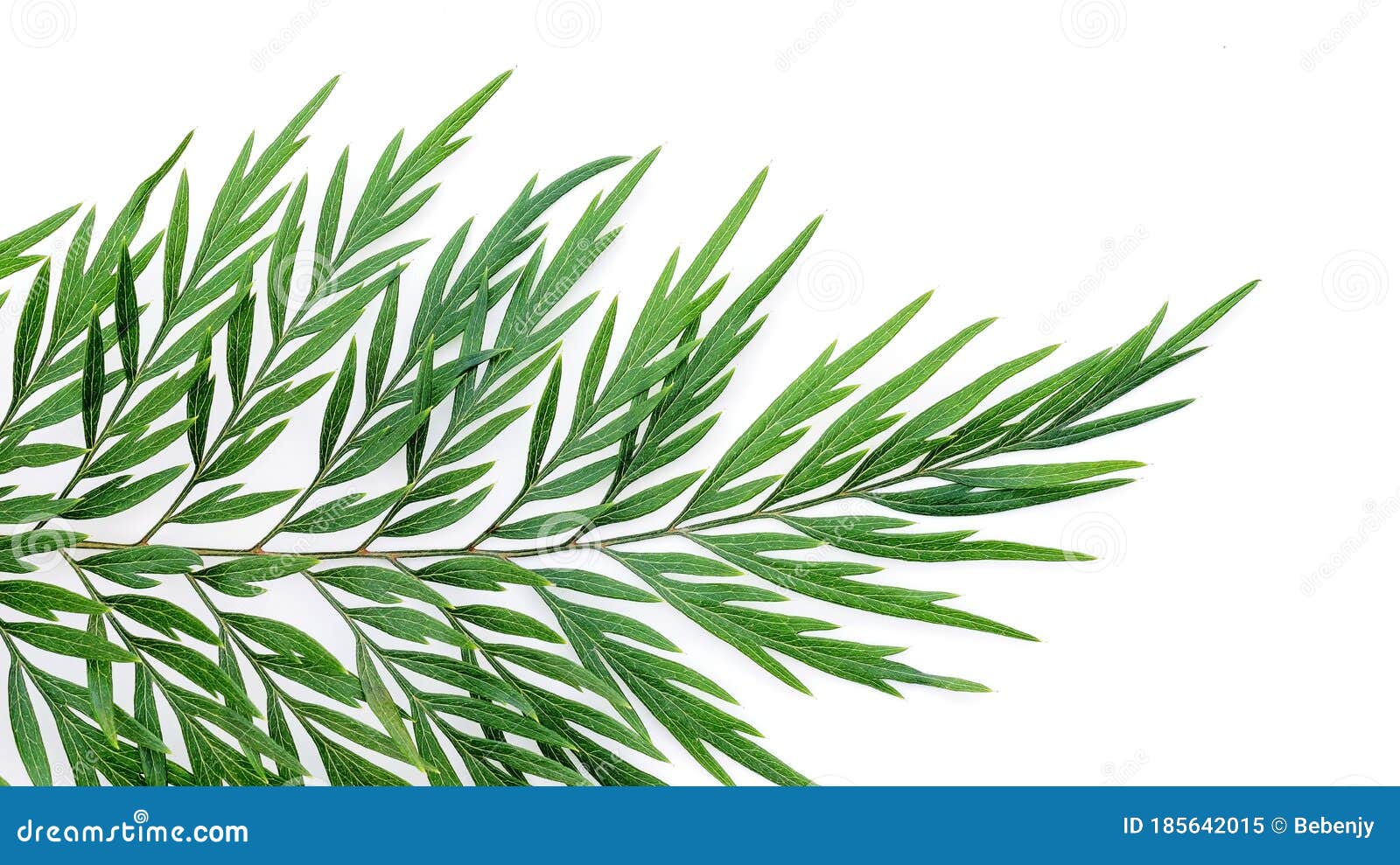 Silver Oak Leaves on White Background Stock Image - Image of tree ...