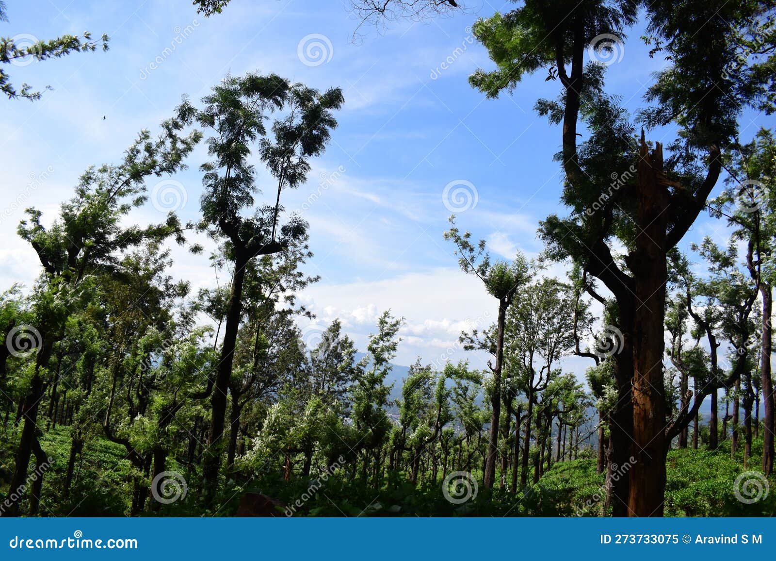Silver Oak Tree with Blue Sky Behind Stock Image - Image of cloud ...