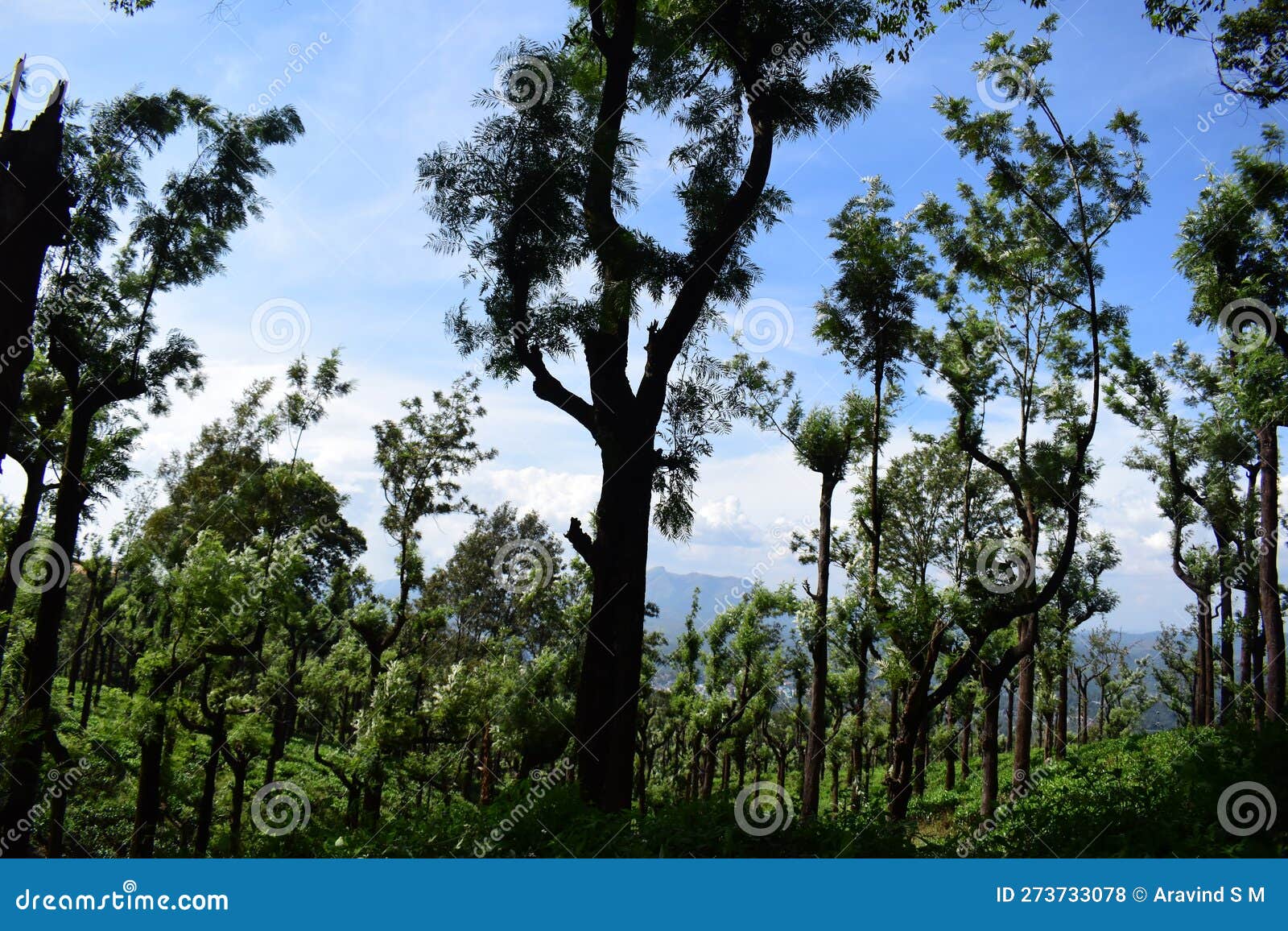 Silver Oak Tree with Blue Sky Behind Stock Photo - Image of vacations ...