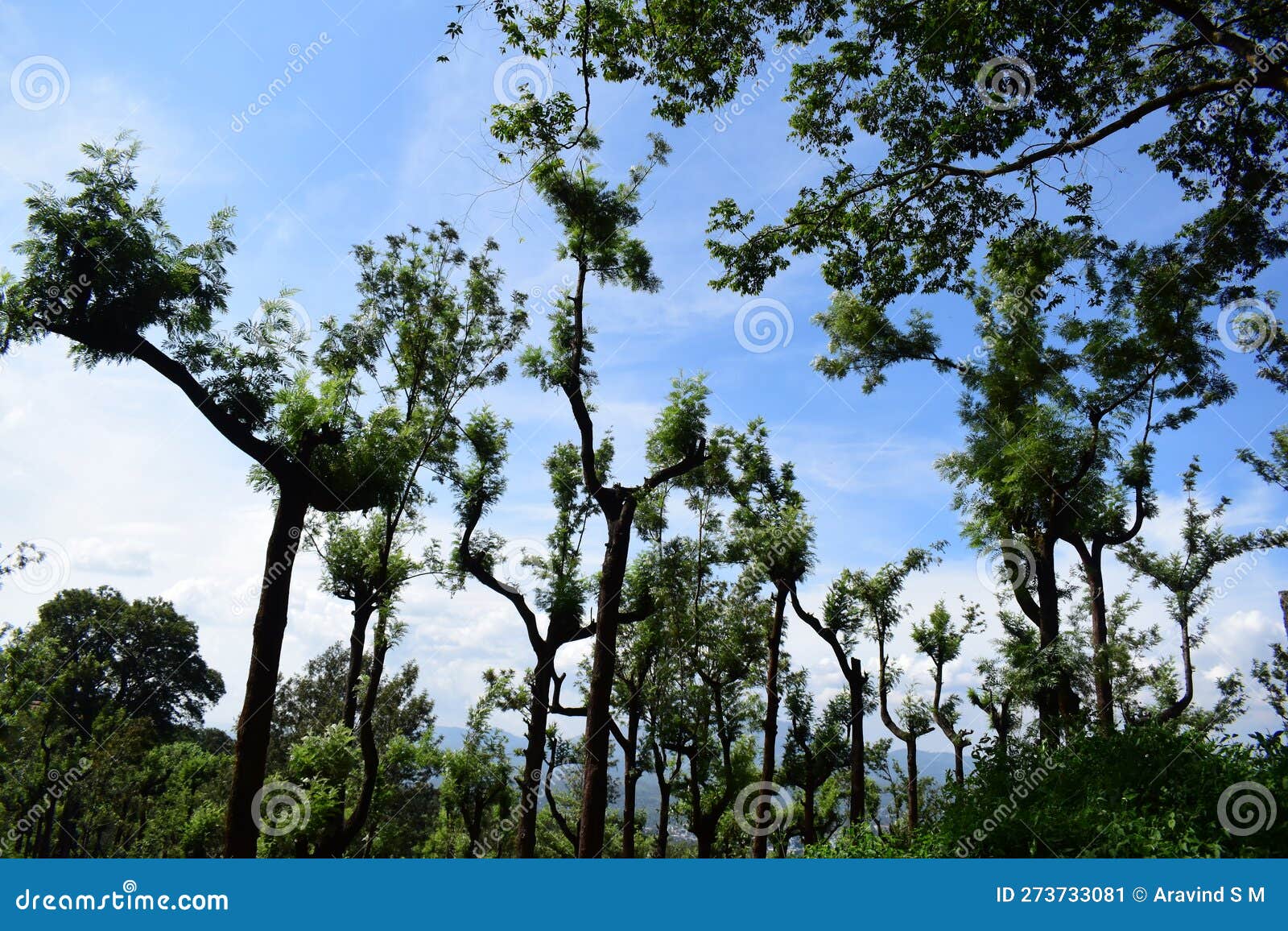 Silver Oak Tree with Blue Sky Behind Stock Image - Image of botany ...