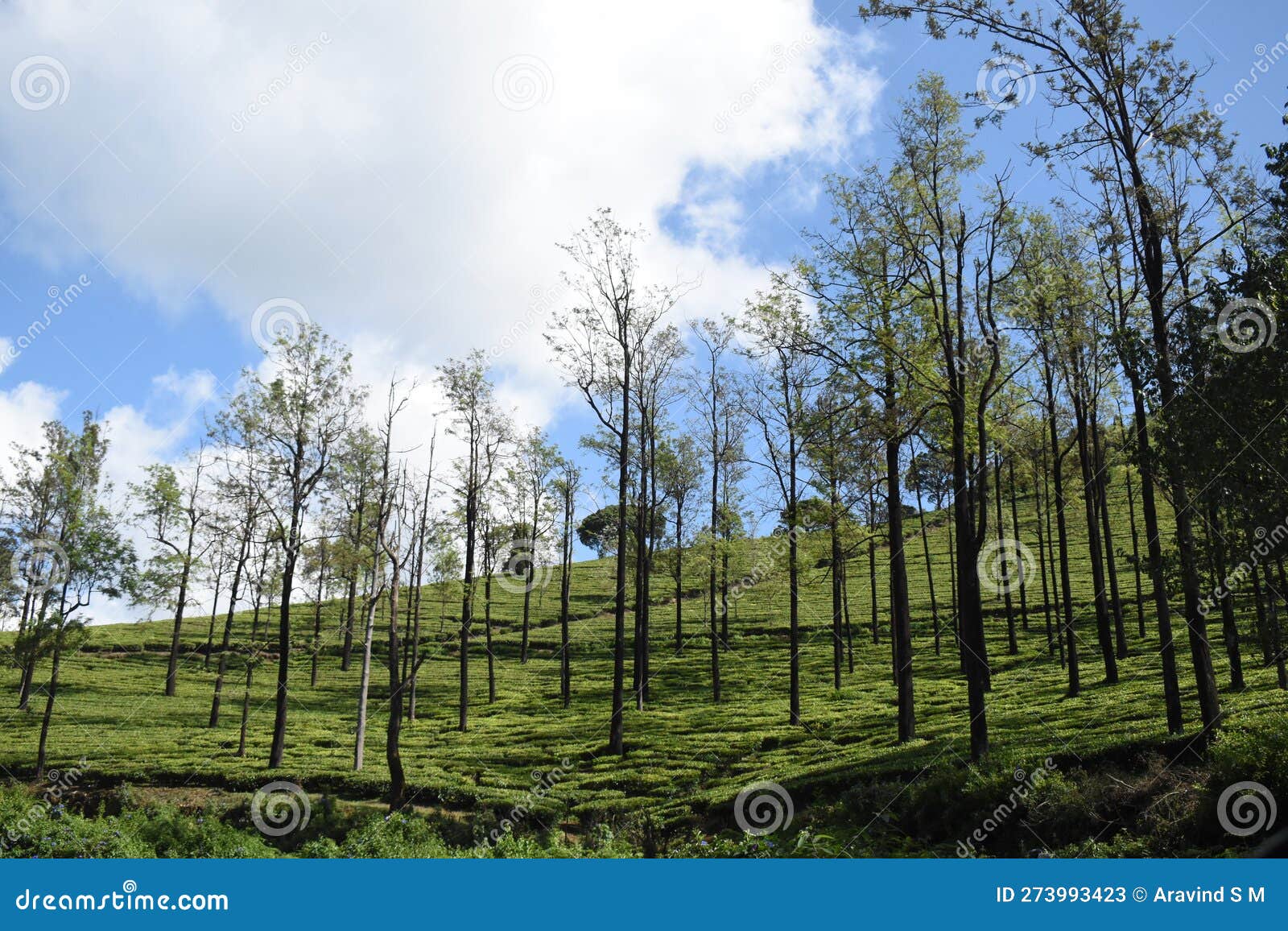 Silver Oak Tree with Blue Sky Behind Stock Image - Image of forest ...
