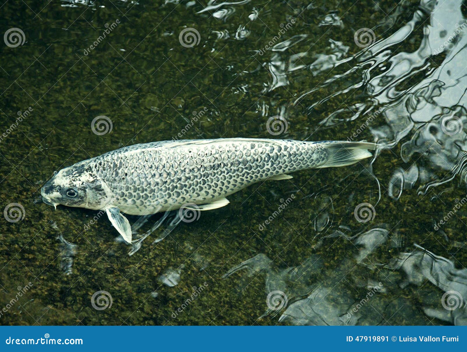 Silver ornamental fish stock image. Image of tranquil - 47919891