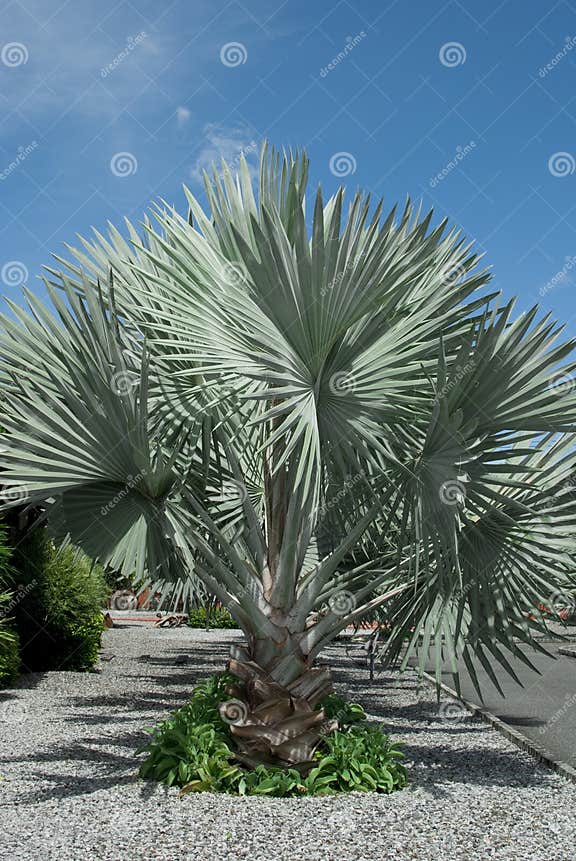 Silver Palm Tree stock image. Image of leaf, thai, beautiful - 17209245