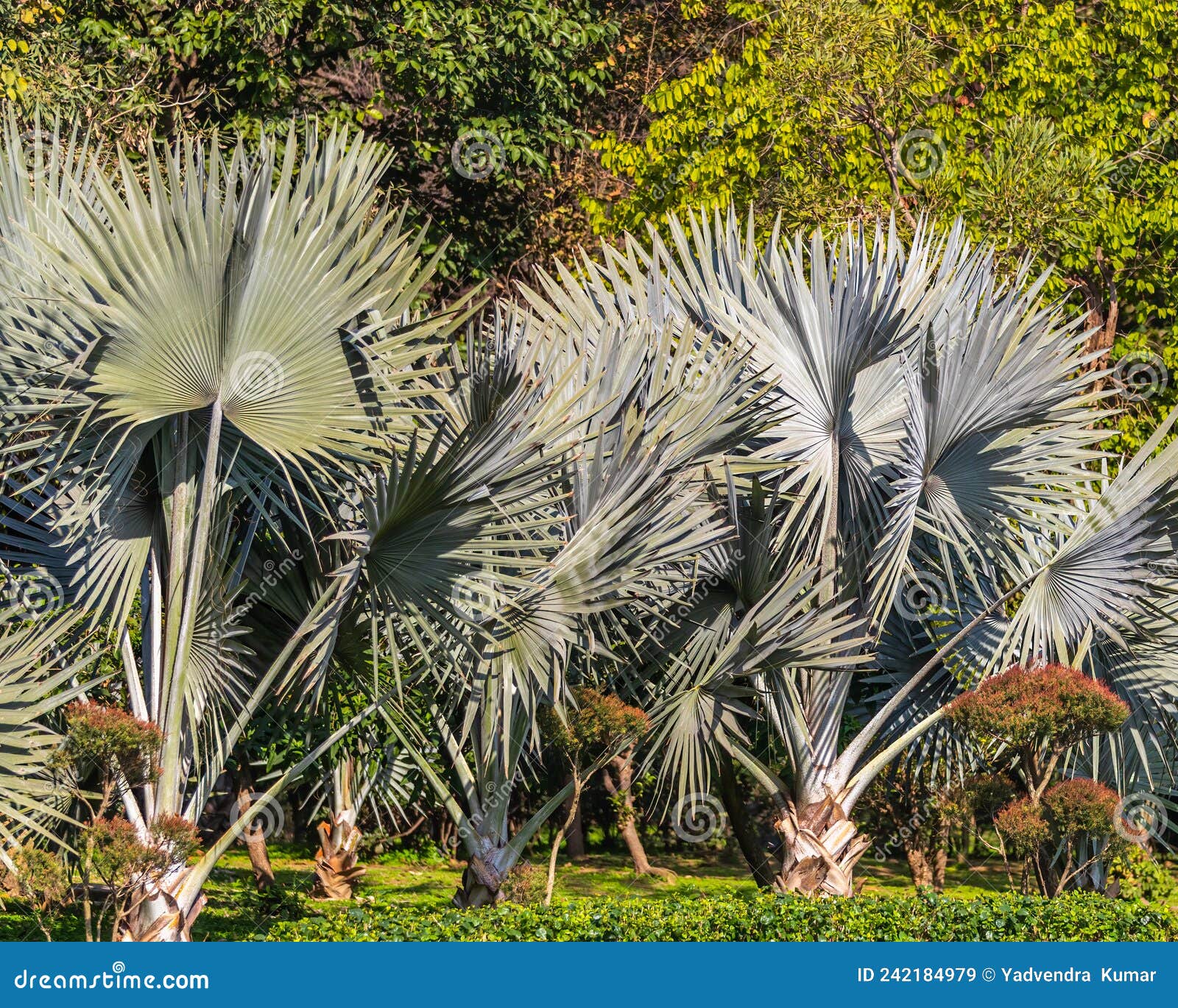 Silver Palm tree in garden stock image. Image of floral - 242184979