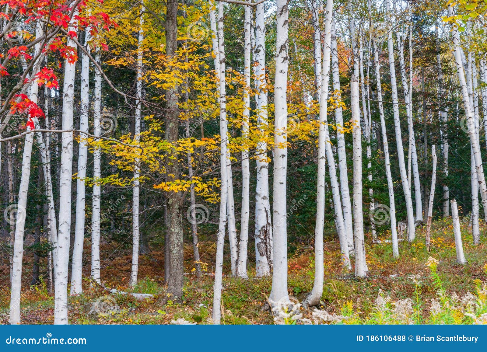 Silver or Paper Birch Tree Forest in Brilliant Fall Colors Stock Photo ...