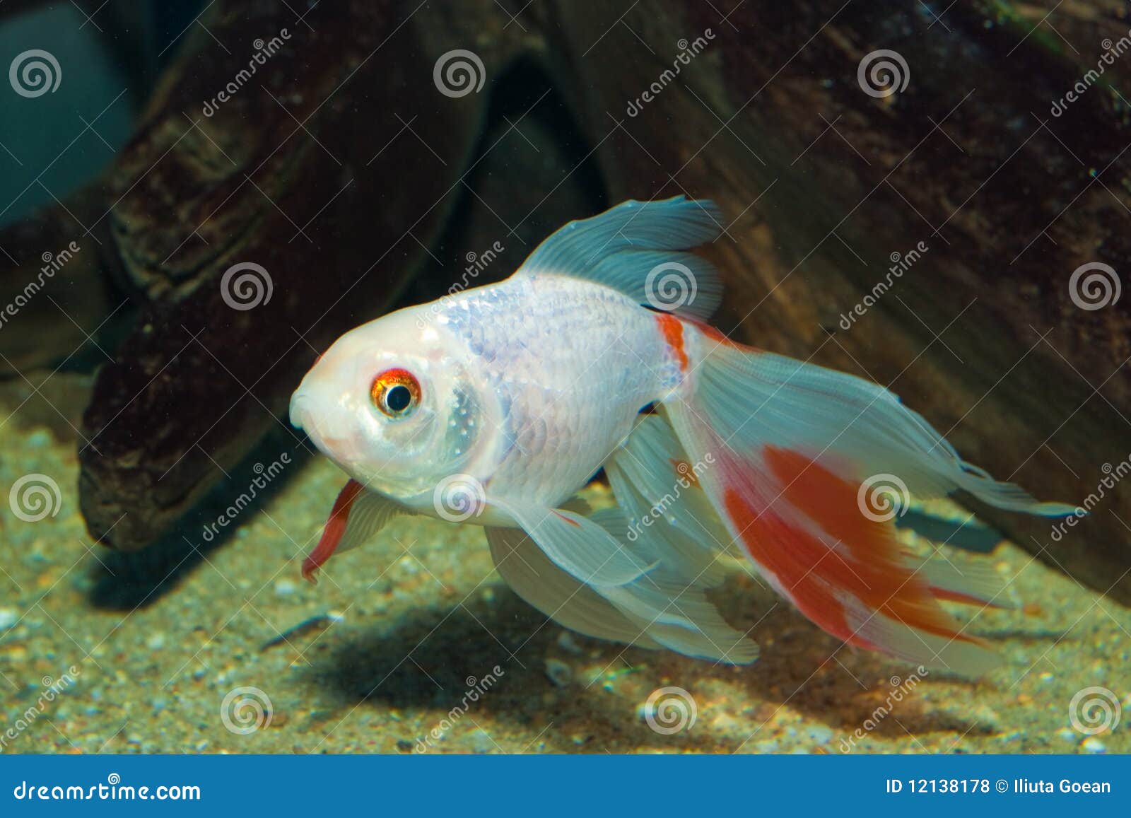 Silver Pearl Goldfish stock photo. Image of goldfish - 12138178