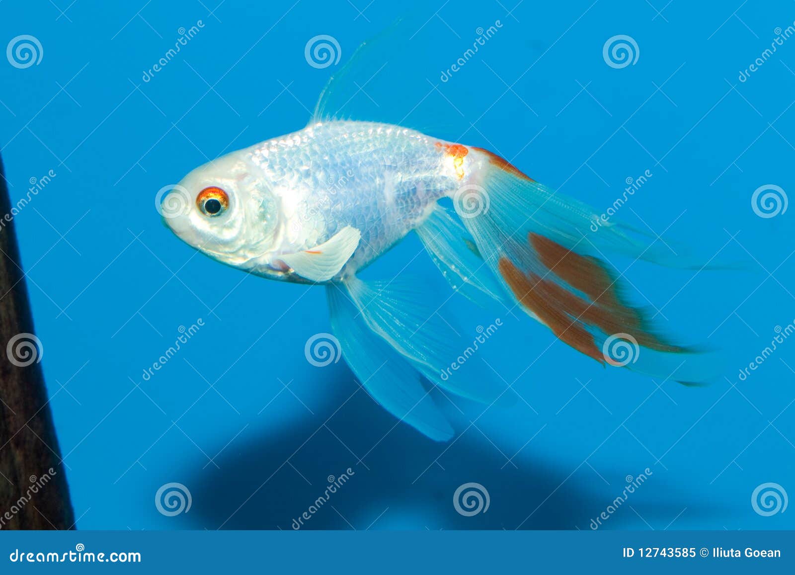Silver Pearl Goldfish in Aquarium Stock Image - Image of auratus ...