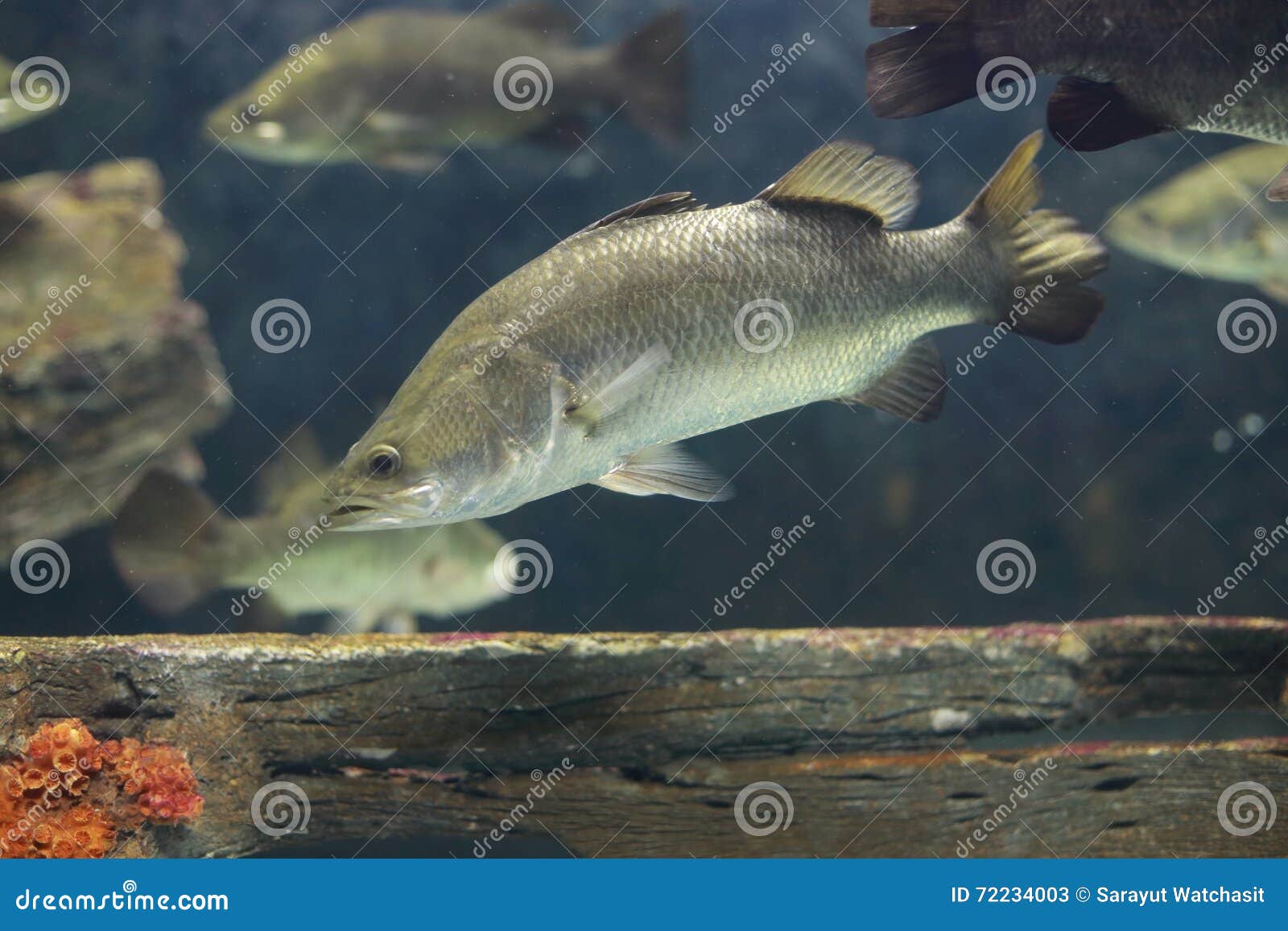 Silver perch or baramundi stock image. Image of perch - 72234003