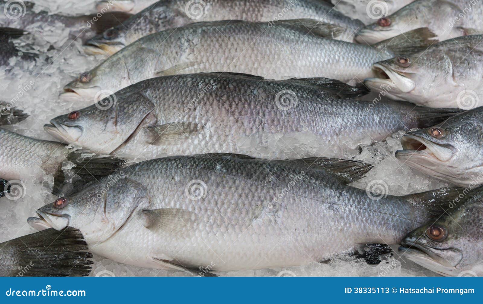 Silver Perch Fish (Lates Calcarifer) Stock Image - Image of lates ...